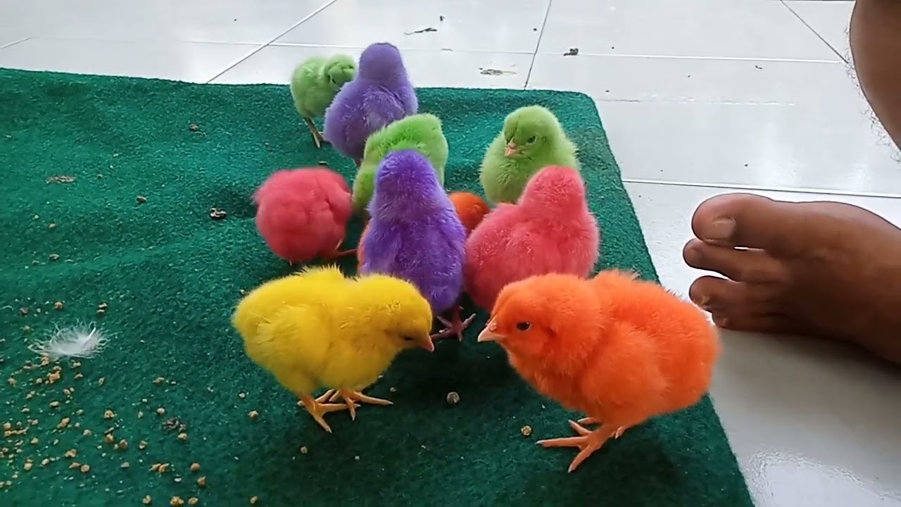 Anak ayam warna warni imut imut - YouTube