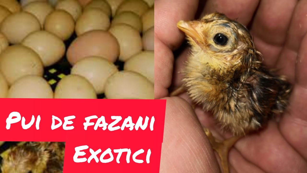 Pui de fazan scoși la incubator...Baby pheasants - YouTube