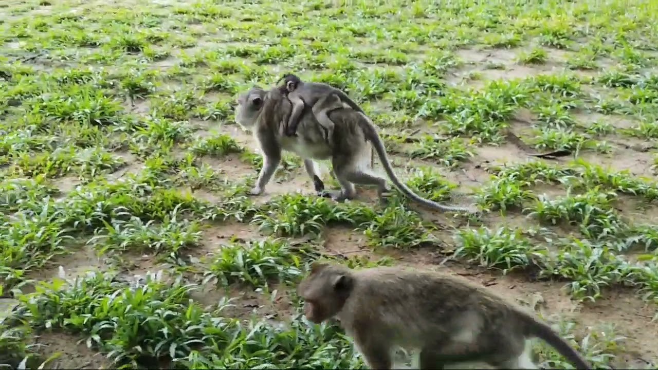 mom give strong weaning to her own baby monkey 🐒🐒 - YouTube
