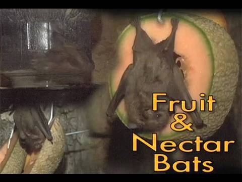 Fruit & Nectar Bat Feeding at the Children's Zoo - YouTube