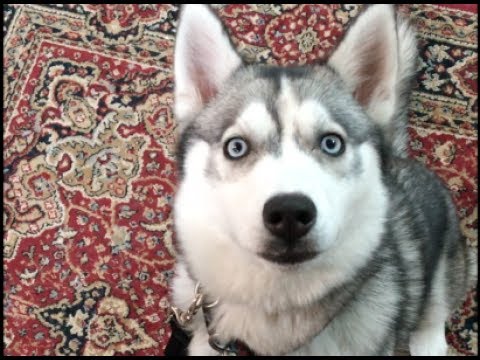 How To Tell Your Husky You Love Them
