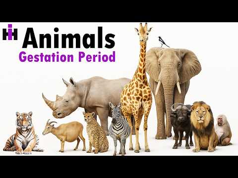 The Gestation Period of Animals Compared to Humans - YouTube