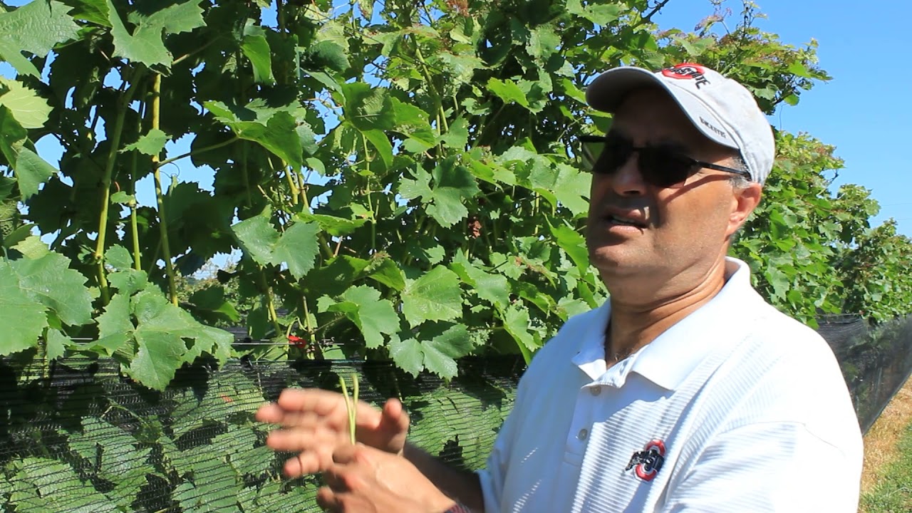 Grapevine Nutrient Management: Petiole Sampling and Analysis - YouTube
