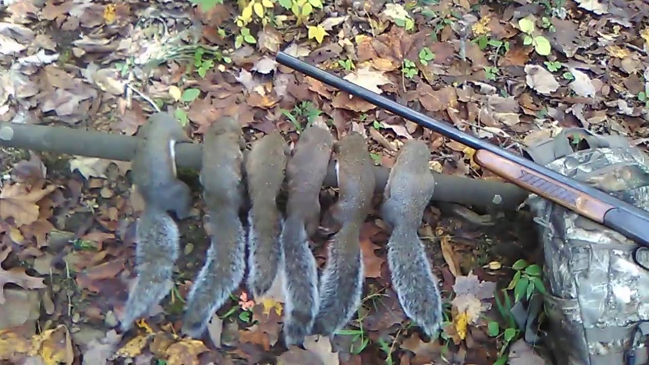 Squirrel Hunting Pike County Kentucky - YouTube