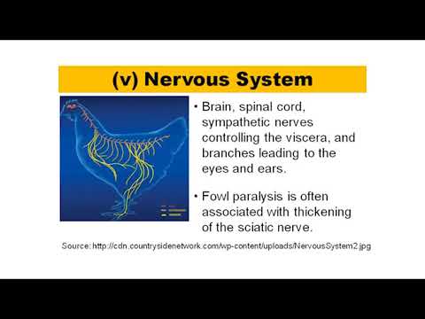Poultry body System and Functions - YouTube