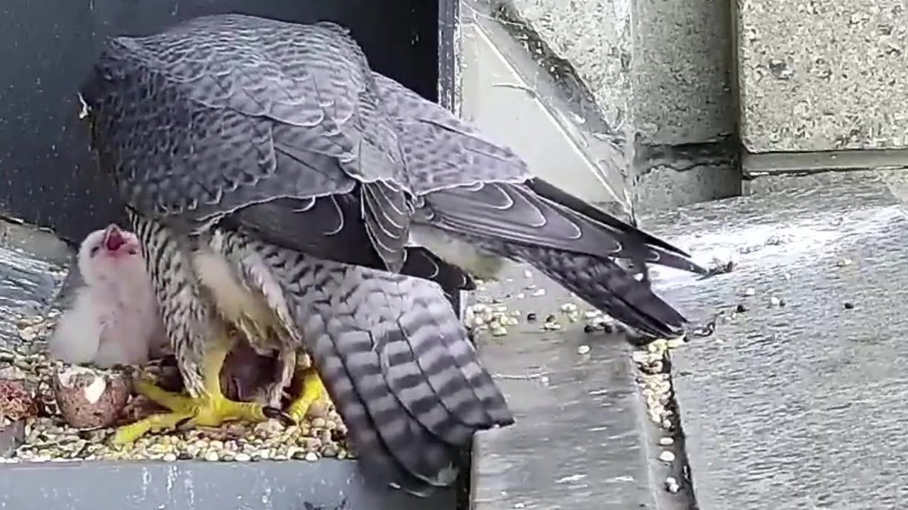 367 Collins Falcons~💞A family affair! Tandem, feeding~4:39 PM 2021/10 ...
