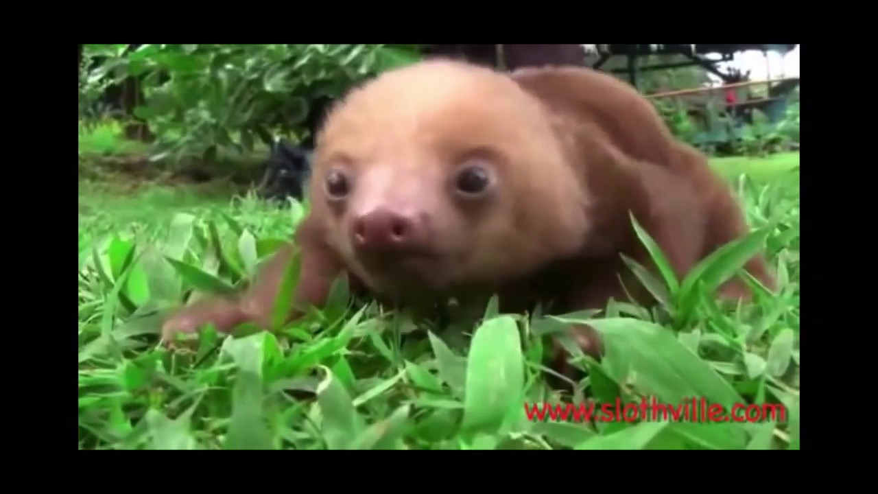 Screaming Sloth - episode 2 - YouTube