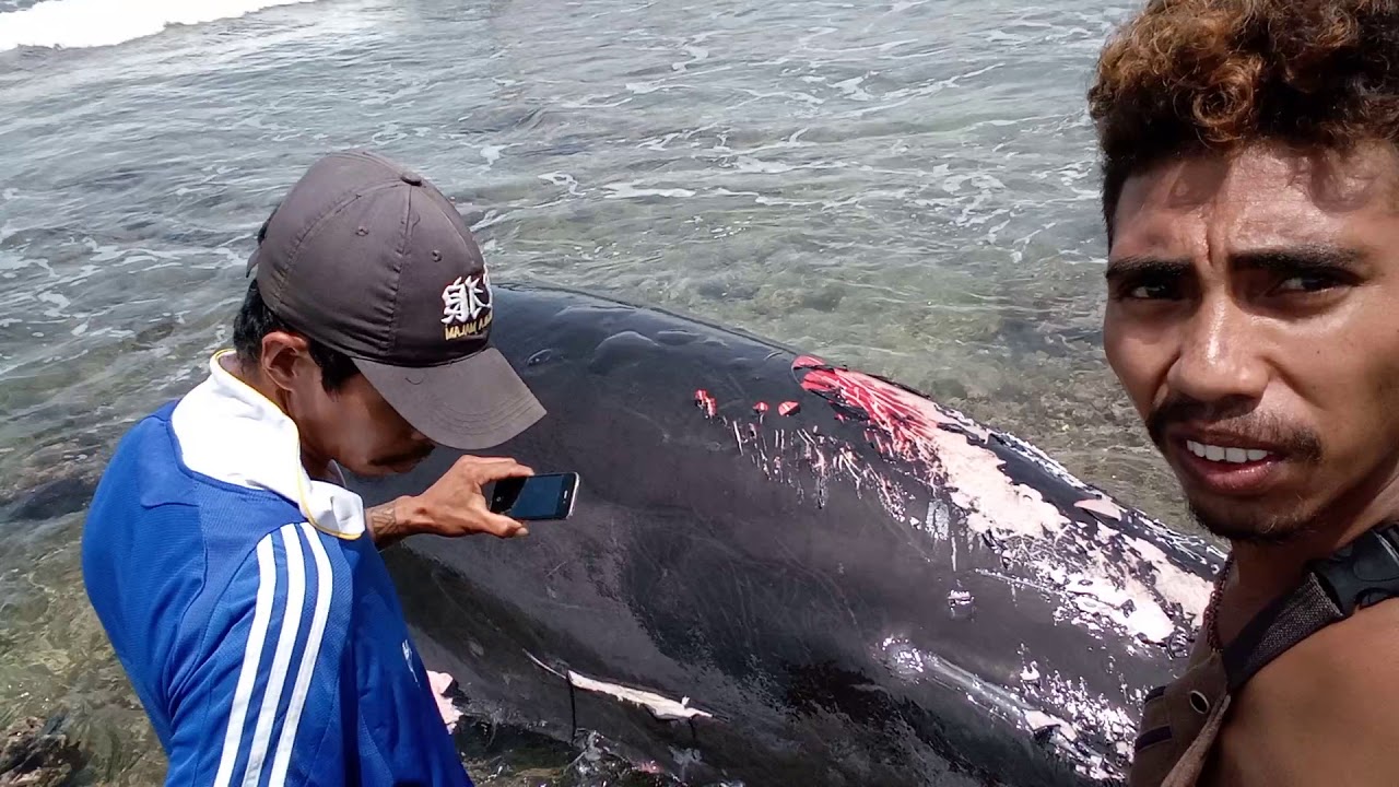 Ikan boot tubiraun mate iha area tiabar nian - YouTube