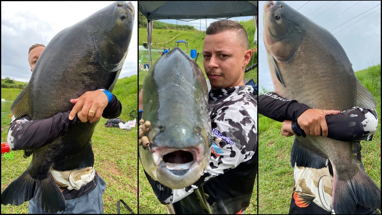 PESQUEIRO DO ITALIANO MOENDO NA CEVA @pesqueirodoitaliano-estiva4187 ...