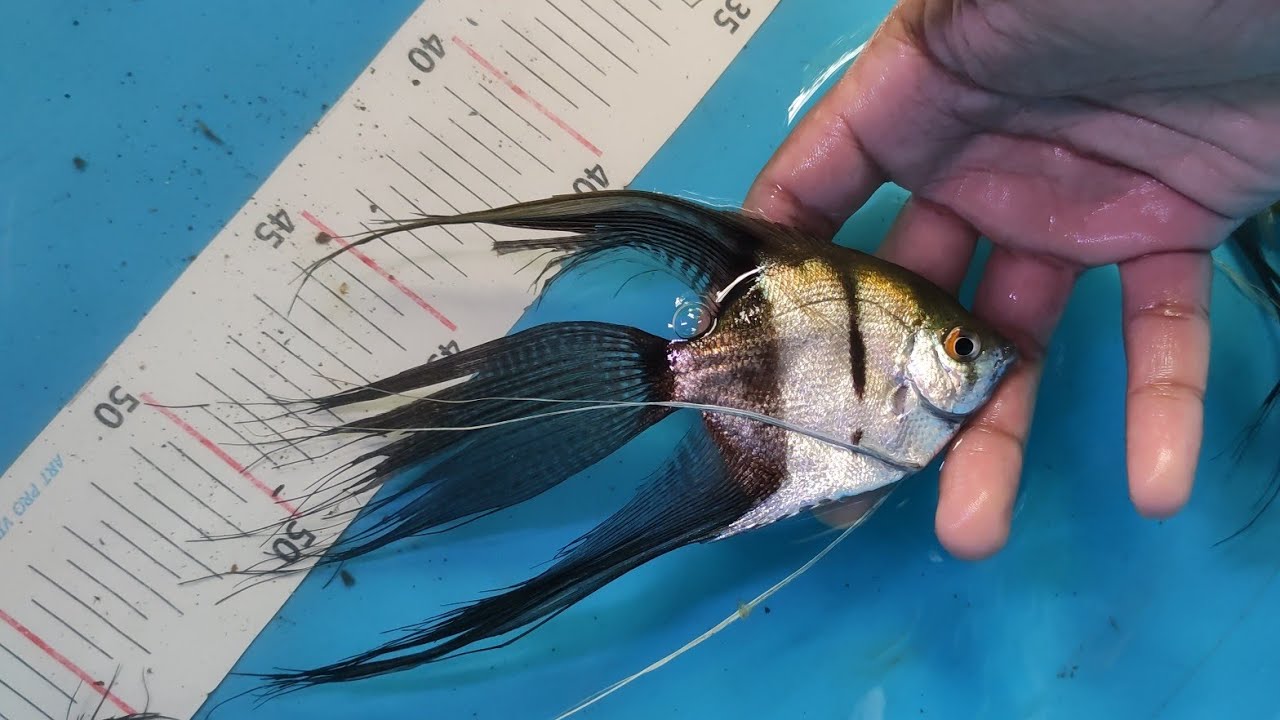 Unboxing ikan langkah manfish slayer, ready cuma 10 ekor saja - YouTube