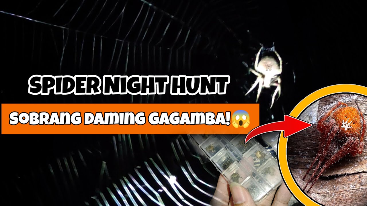 Gagamba Hunting Sa Gulayan Sobrang Daming Gagambang Nahuli - YouTube