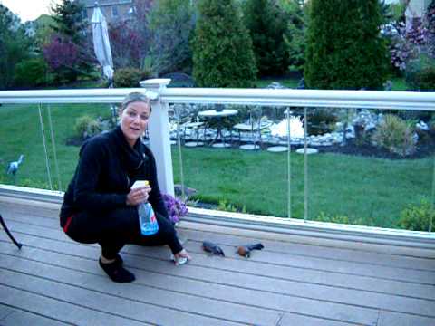 Windex Windows Kill Two Birds - YouTube