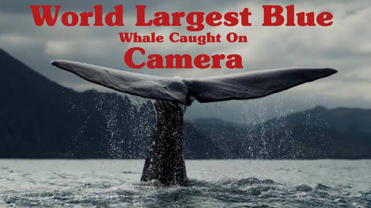 World Biggest Blue Whale Caught On Camera / World Biggest Creature Ever ...