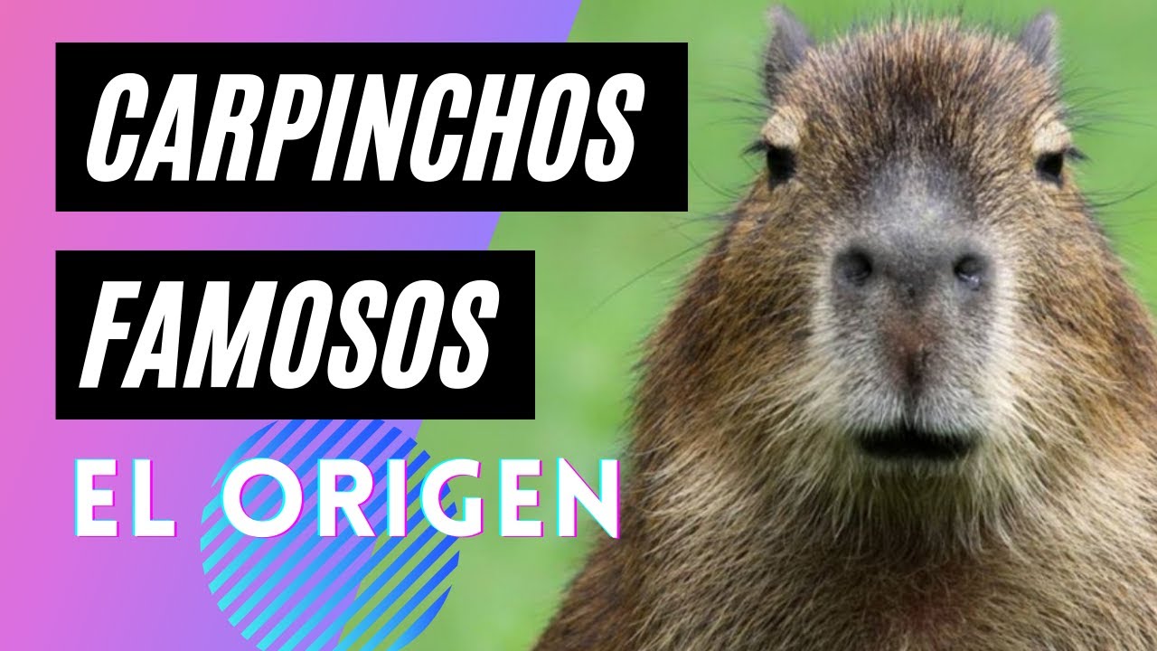 CARPINCHOS Famosos y Su ORIGEN Viral - YouTube