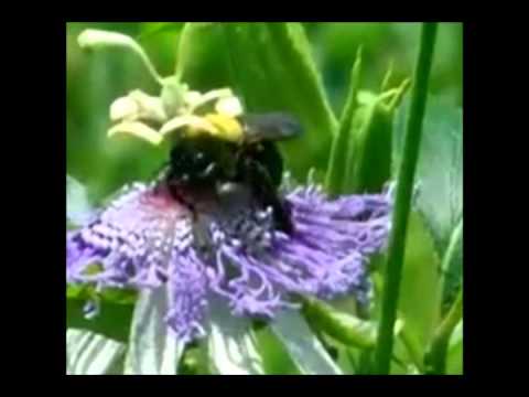 Buzzing Passion - YouTube