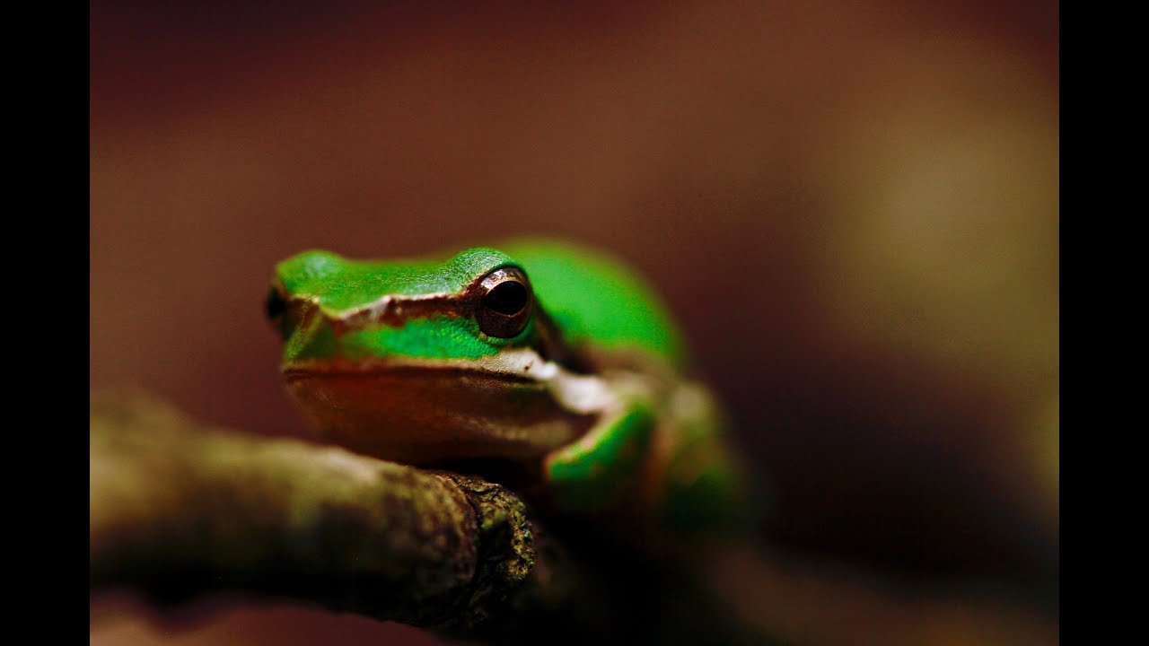 GREEN TREE FROGS ON THE CLAGIRABA CREEK TRAIL IN THE LOWER BEECHMONT ...