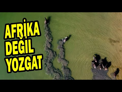 ÇEKEREK BARAJINDA CAMIZLARIN SUDA EŞSİZ GÖRÜNTÜLERİ