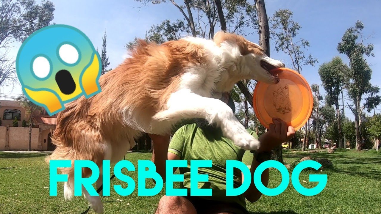 Juega frisbee con tu perro para principiantes - YouTube