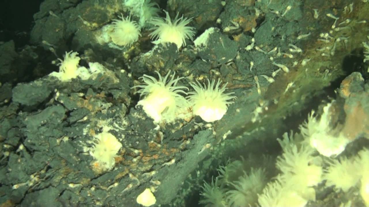 Volcanic Life in Cayman Trough - YouTube