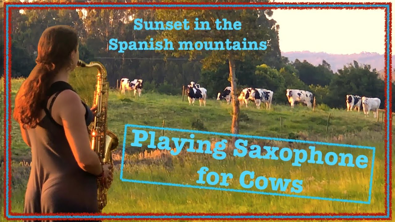 Playing Saxophone for Cows - Quarantine Sax Cover - YouTube