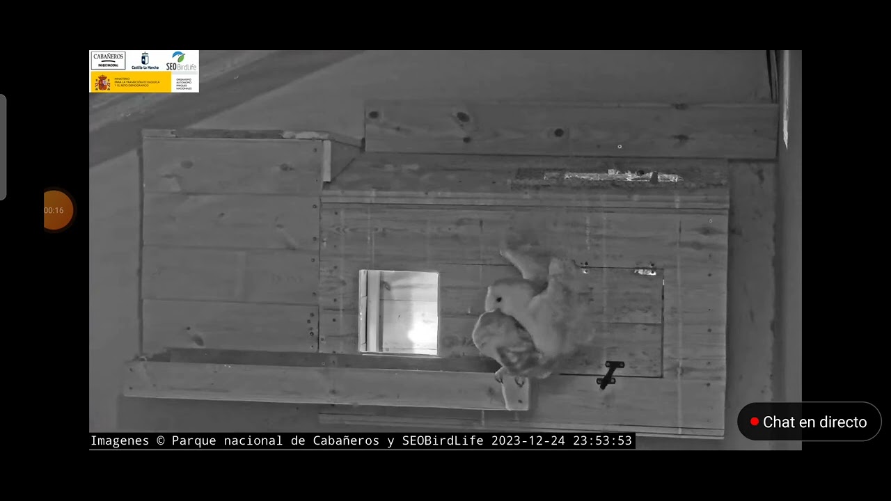 Cópula accidentada. Webcam lechuza Cabañeros. @seobirdlife - YouTube