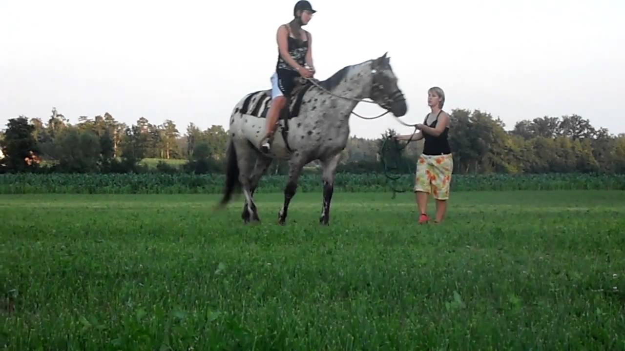 Pferd buckelt Reiter macht Salto - YouTube