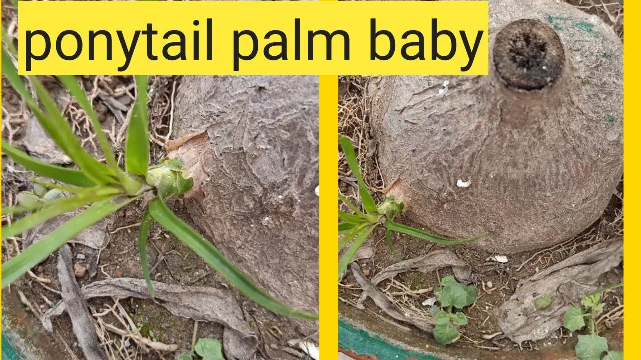 Ponytail palm baby - YouTube