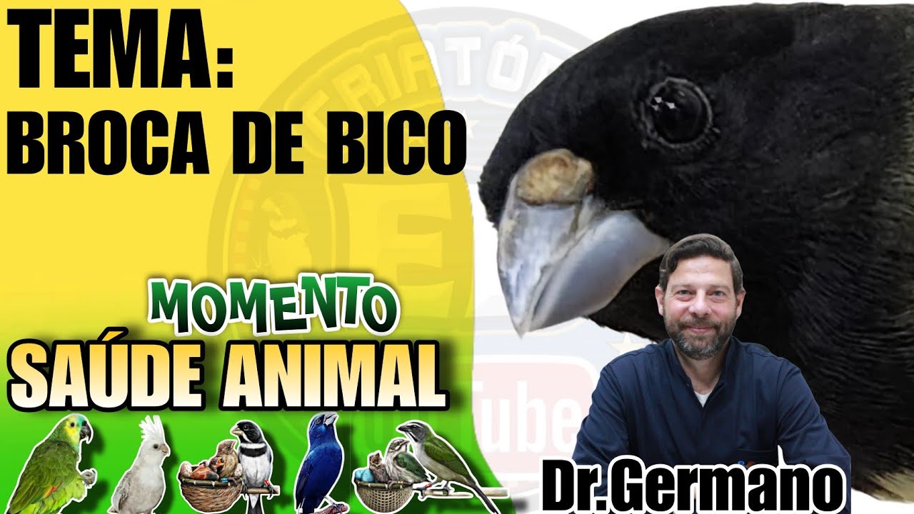 MOMENTO SAÚDE ANIMAL: broca de bico, Dr. Germano. - YouTube