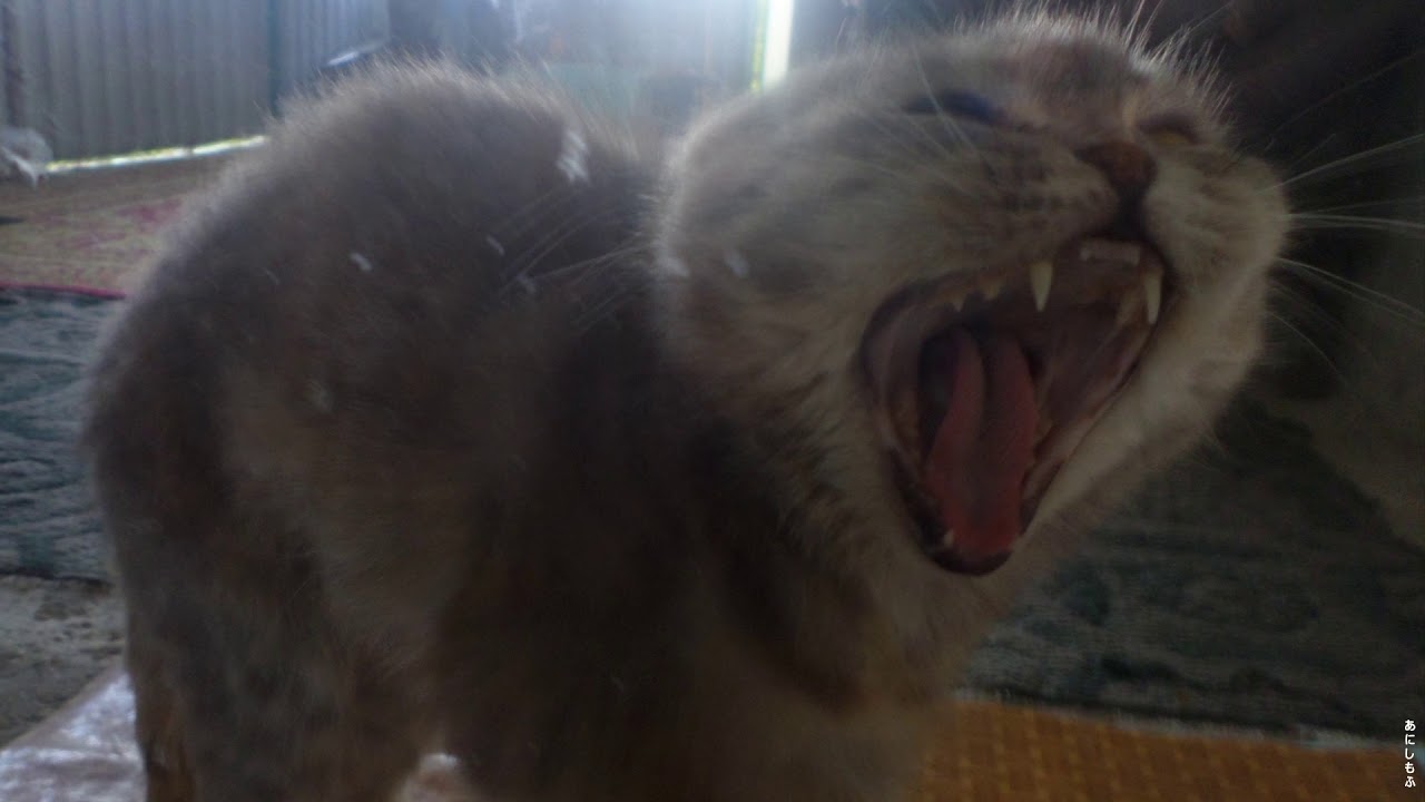 cute girls doing cute things - CUTIE SAMPLE PACK 1 - YouTube