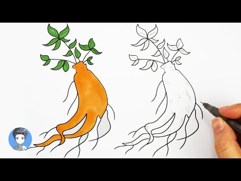How to draw a ginseng - YouTube