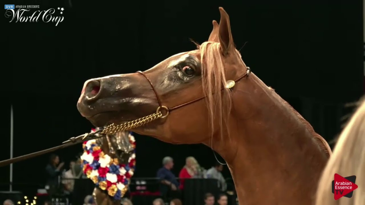 N.127 BINT BELLA MAZIN GA - LAS VEGAS 2019 - AHBA LegacyFuturity (Class ...