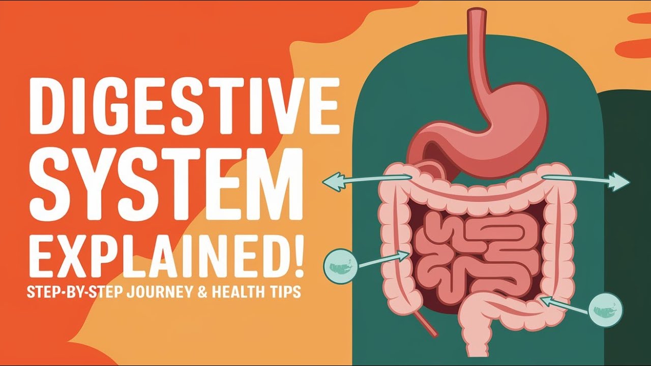 Digestive System Explained | How Your Body Processes Food - YouTube