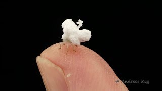 Walking Snowflake: Planthopper Nymph from Ecuador