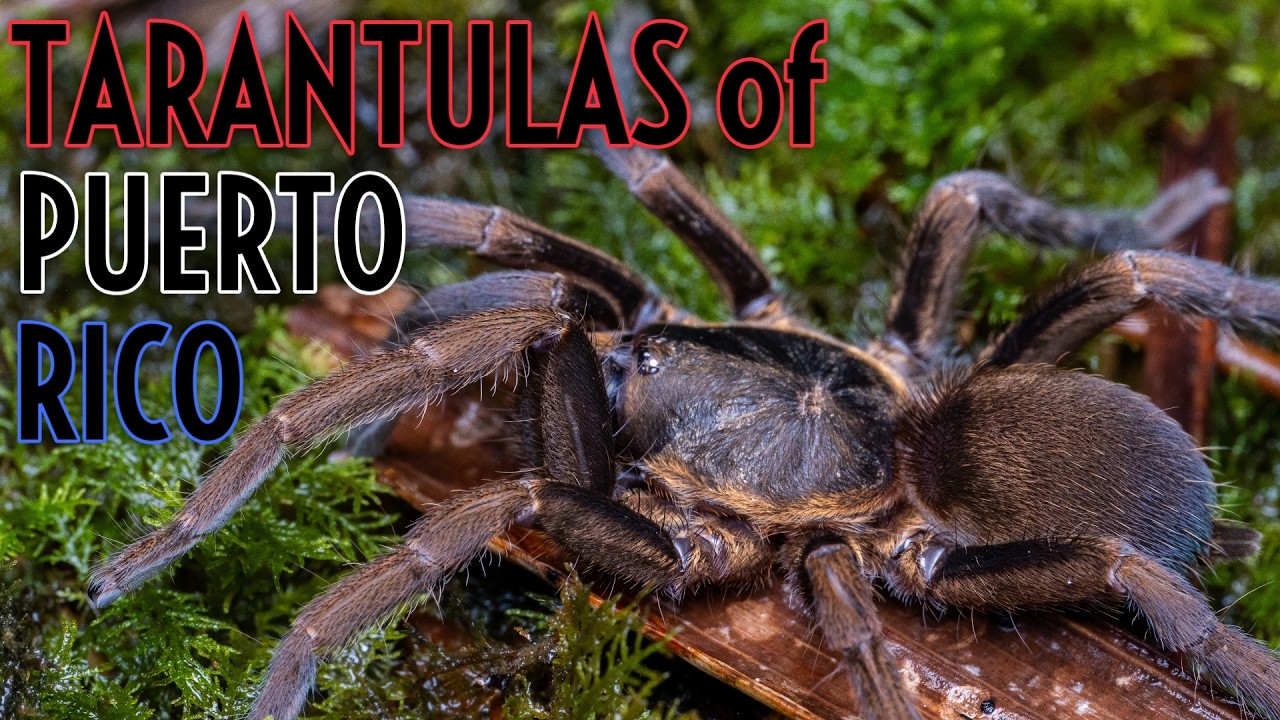 We Found ALL THE TARANTULAS in Puerto Rico in ONE DAY! - YouTube
