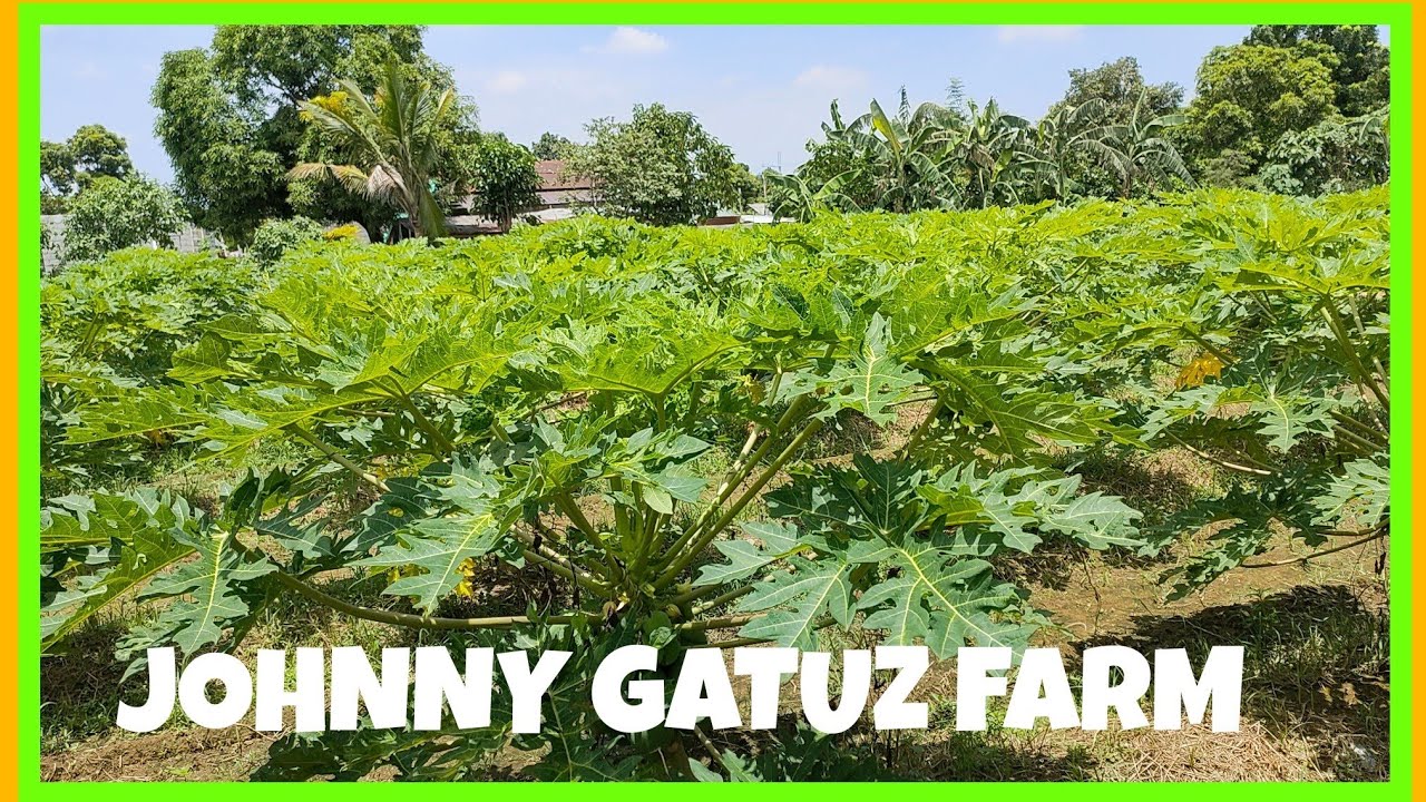 JOHNNY GATUZ FARM/ SAN RAFAEL BULACAN/HAPPY FARMING/ TATA JOHNNY'S FARM ...