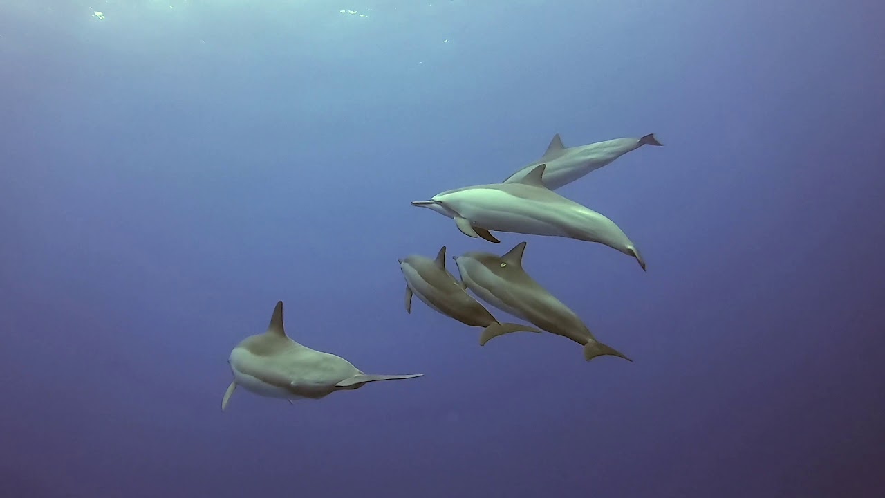Hawaiian Spinner Dolphins 06/06/2020 - YouTube