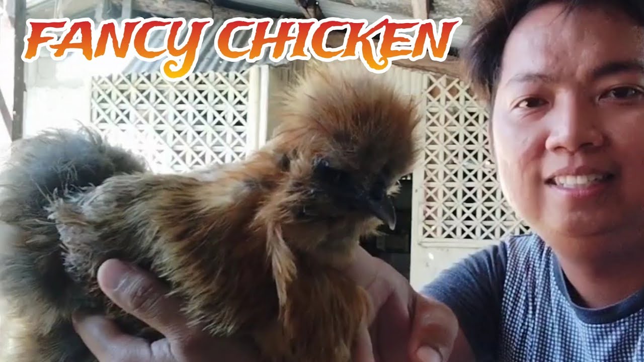 GANDA BAGONG MANOK | Backyard Farming Technique #backyardfarming - YouTube
