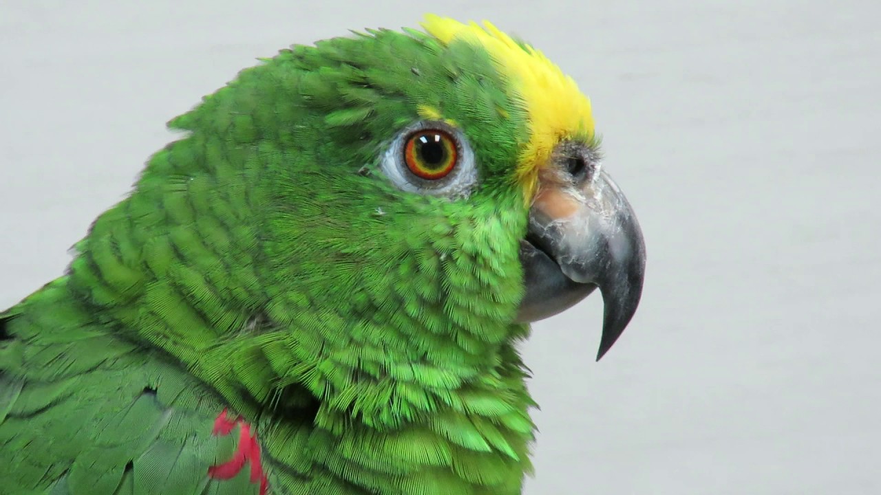 Freedom the Parrot CLOSE UP! Red & Blue on Flight Feathers Exotic Vet ...