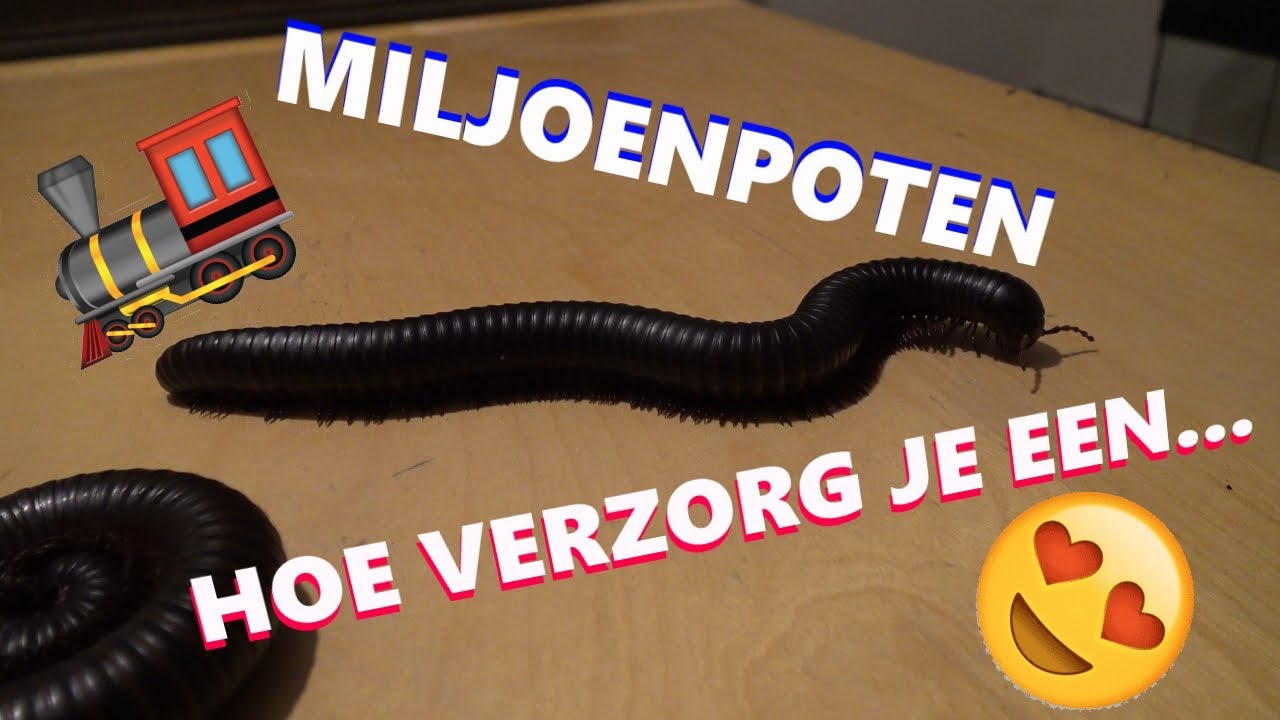 Hoe verzorg je een...#5 MILJOENPOTEN - YouTube