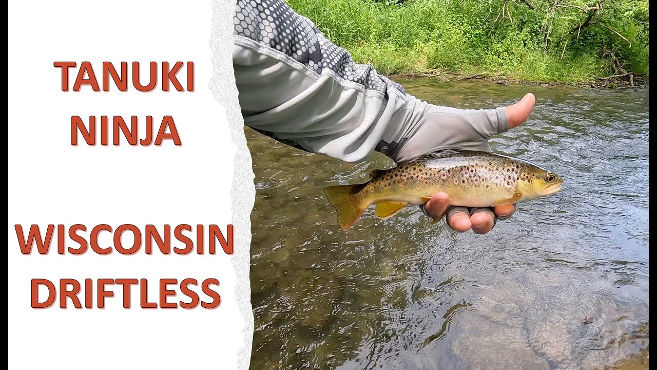 Fishing the Wisconsin Driftless region with the TANUKI NINJA II for ...
