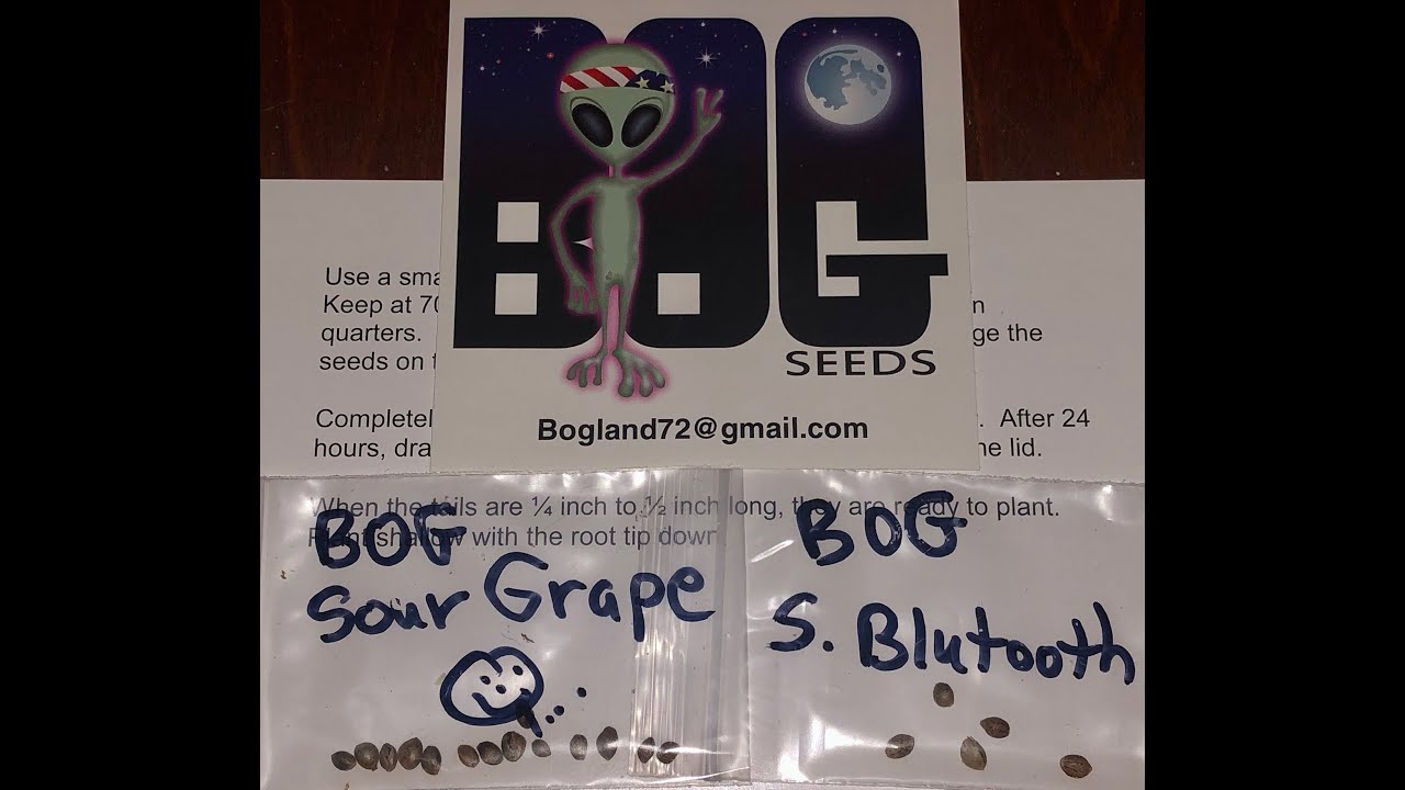 BOG seeds Sour Grape and Sour BluTooth seed to Harvest - YouTube