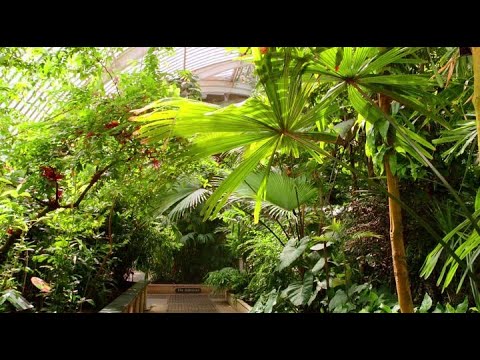 Царство растений. 1 серия из 3.  Жизнь во влажном климате/Life in the Wet Zone