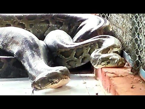 Two Massive Pythons Playing - YouTube