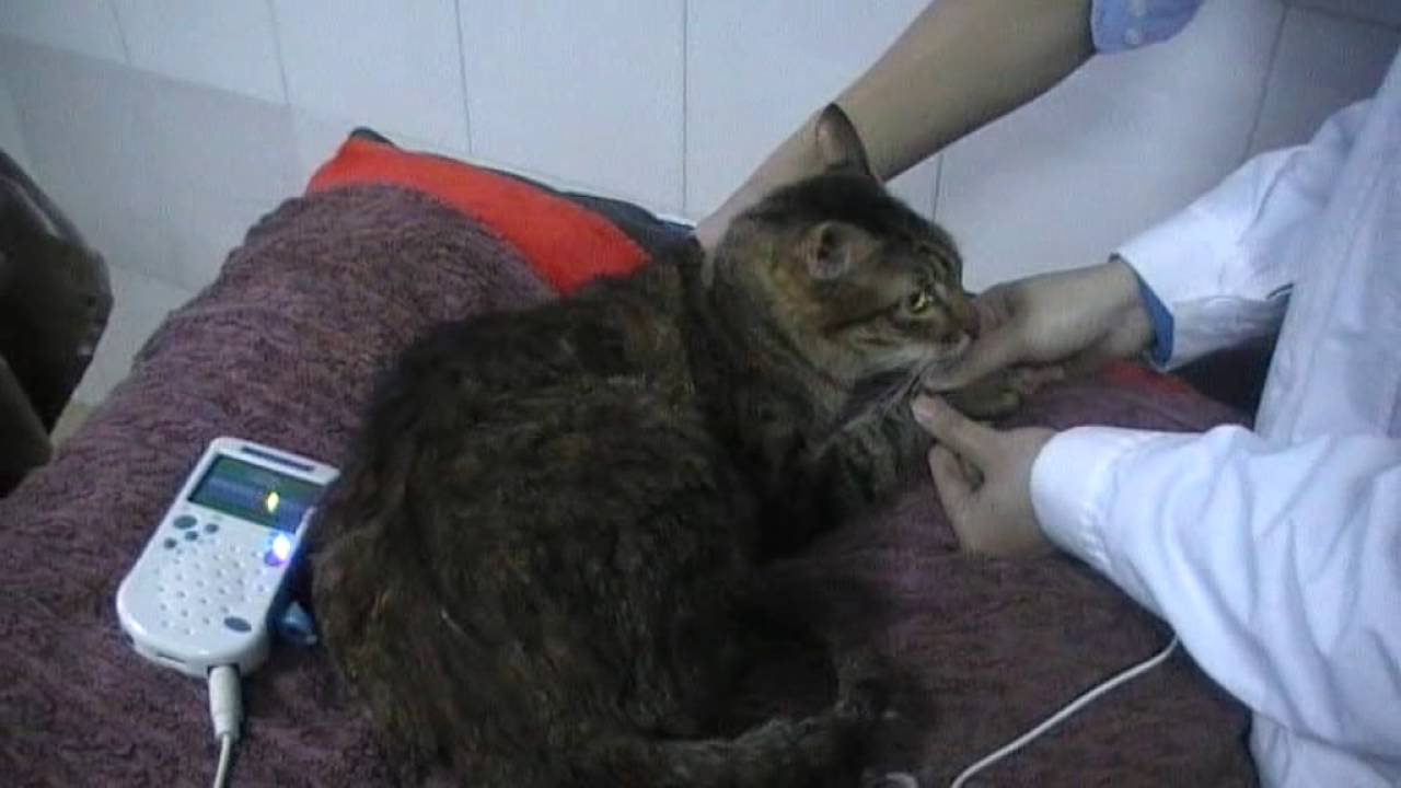 8Mhz flat probe vascular doppler detect cat - YouTube
