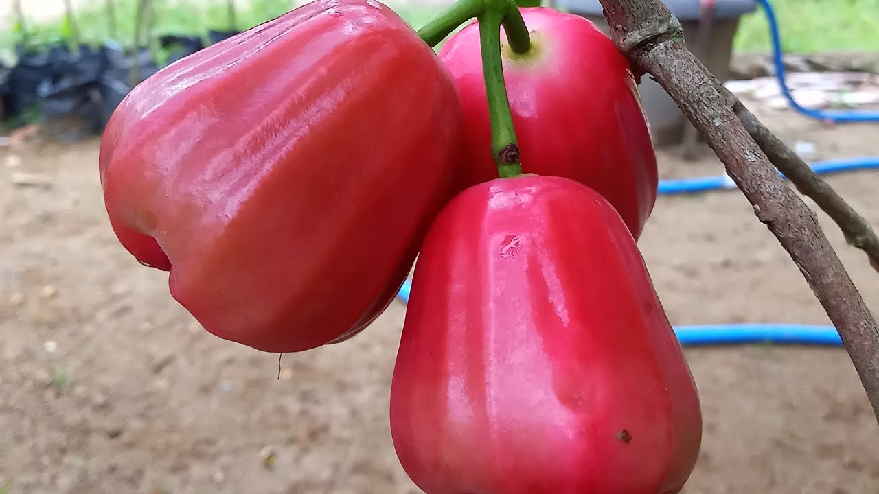 jambu Kusuma merah testurnya sangat padat - YouTube