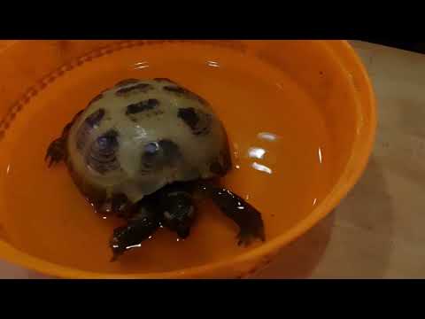 Tutorial How to give a turtle a bath - YouTube