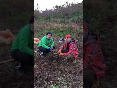 Dalda fındık toprakta trüf mantarı