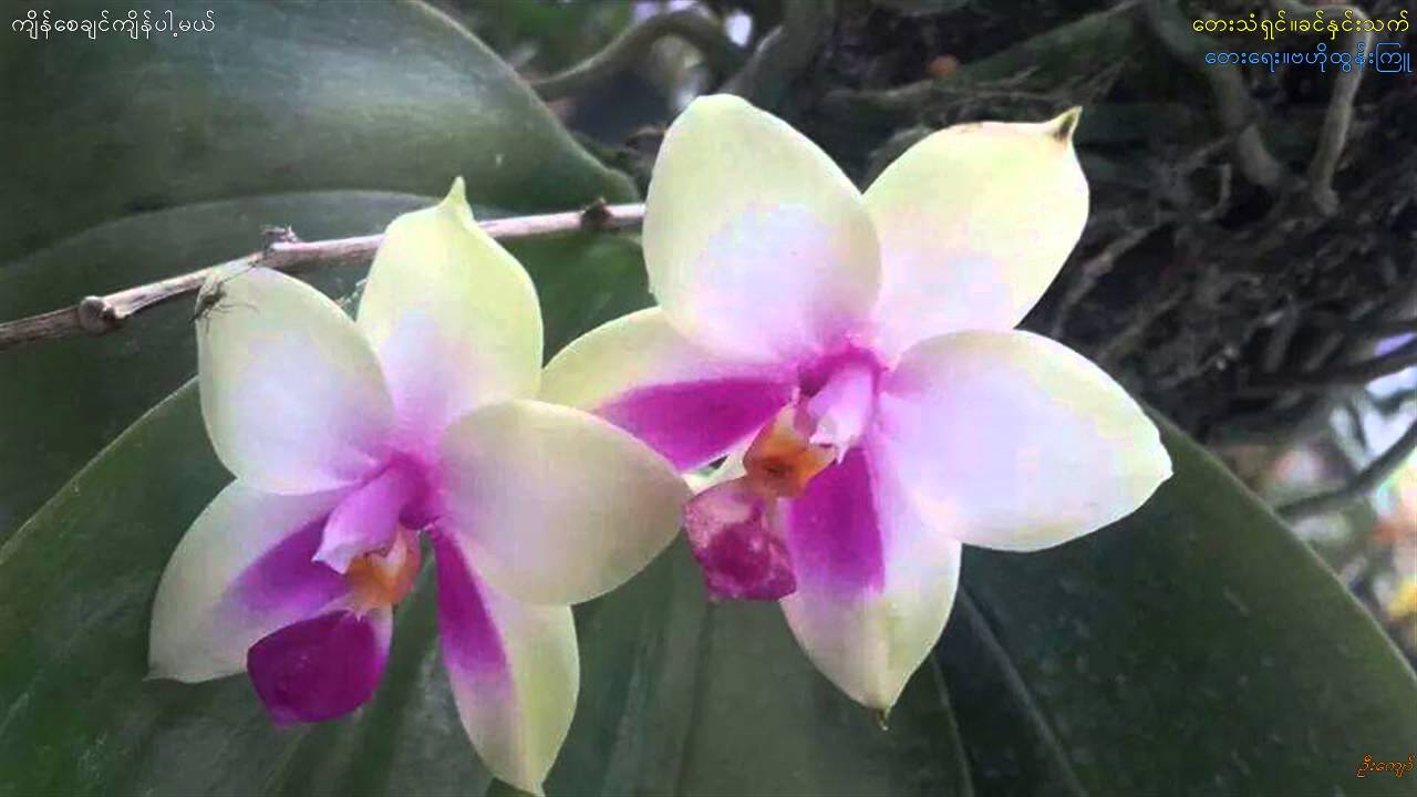 Khin Hnin Thet-"Kyein Zay Chin Kyein Per Mal" - YouTube