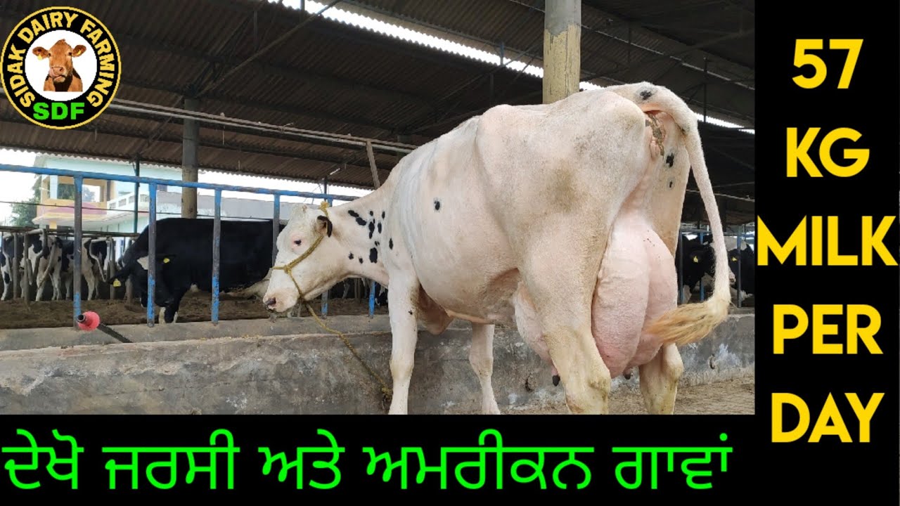 High milk yield cows, ਦੇਖੋ ਸਭ ਤੋਂ ਜਿਆਦਾ ਦੁੱਧ ਵਾਲੀਆਂ ਗਾਵਾਂ ਬਰਾੜ ਡੇਅਰੀ ...