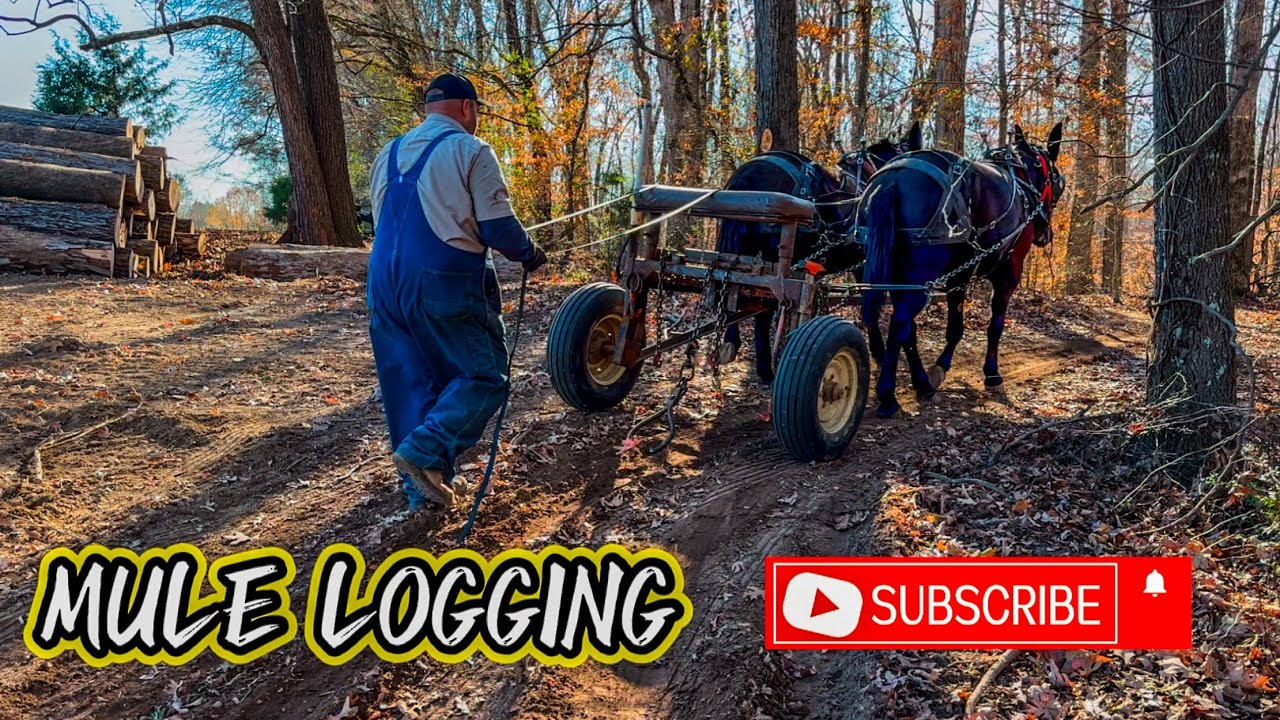 MODERN day MULE LOGGING operation‼️⚠️‼️ #173 - YouTube